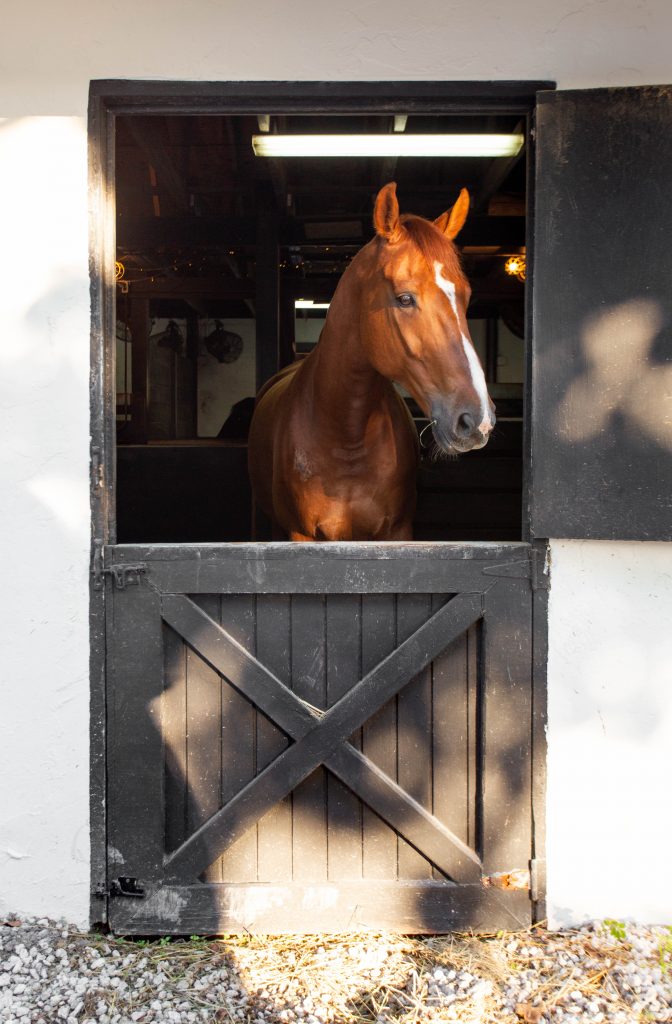 Our Stable Style - Blue Stallion Farm
