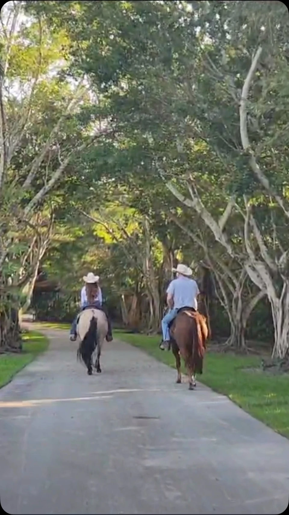 Home - Blue Stallion Farm